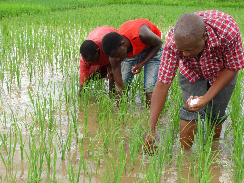 Tanzania NAFAKA Supports Development and Roll Out of More Effective ...