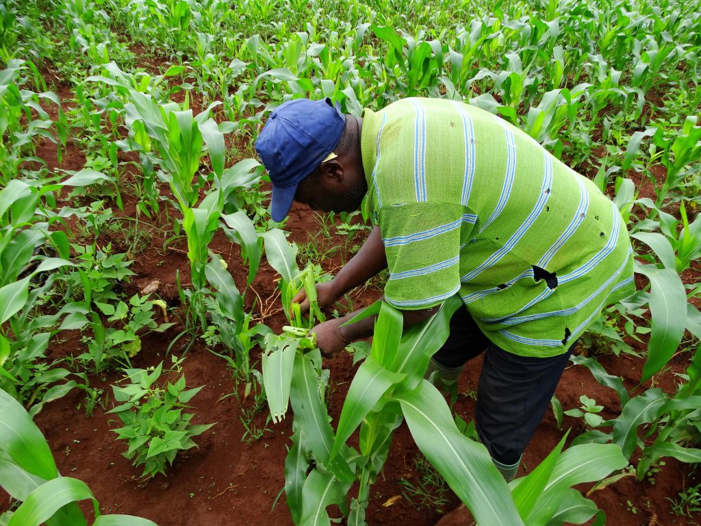 Tanzania NAFAKA II Project Helps Farmers Combat Fall Armyworm - ACDI/VOCA Tanzania NAFAKA II Project Helps Farmers Combat Fall Armyworm - ACDI/VOCA