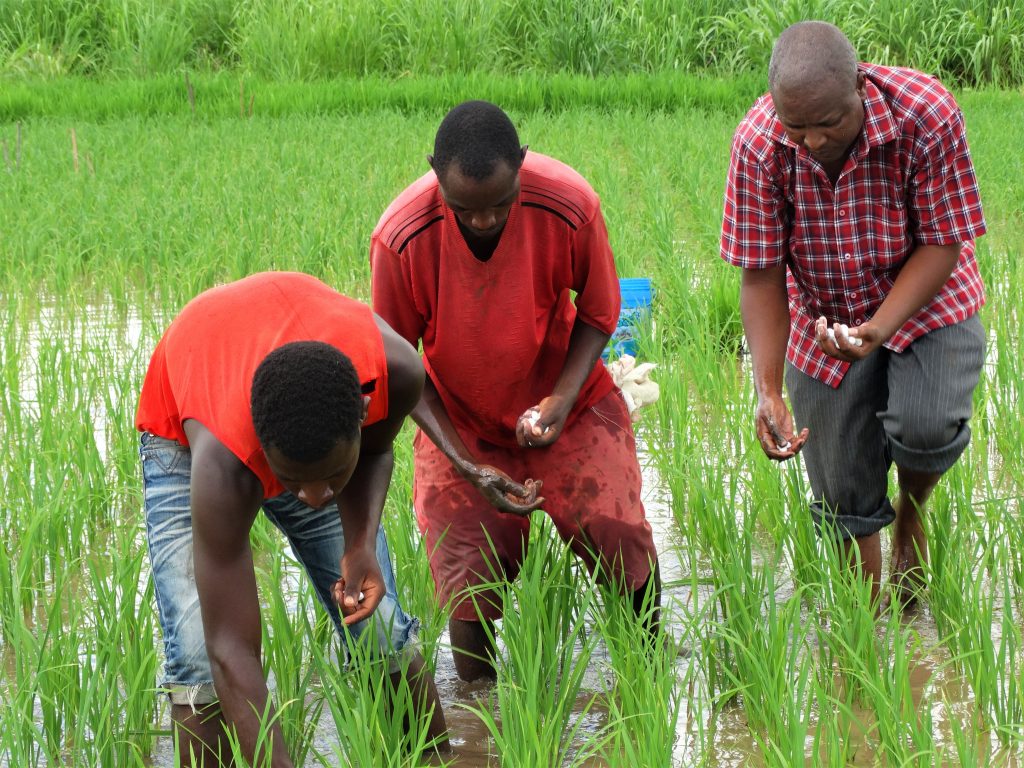 NAFAKA Project Brings New Fertilizer Technology to Zanzibar Rice ...