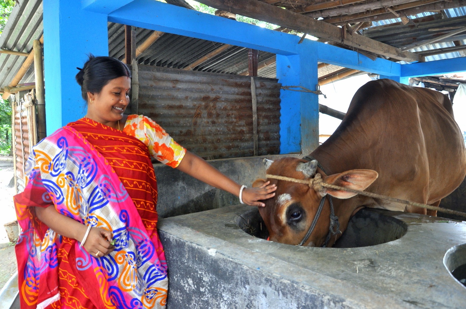 ACDI VOCA To Lead Feed The Future Bangladesh Livestock And Nutrition