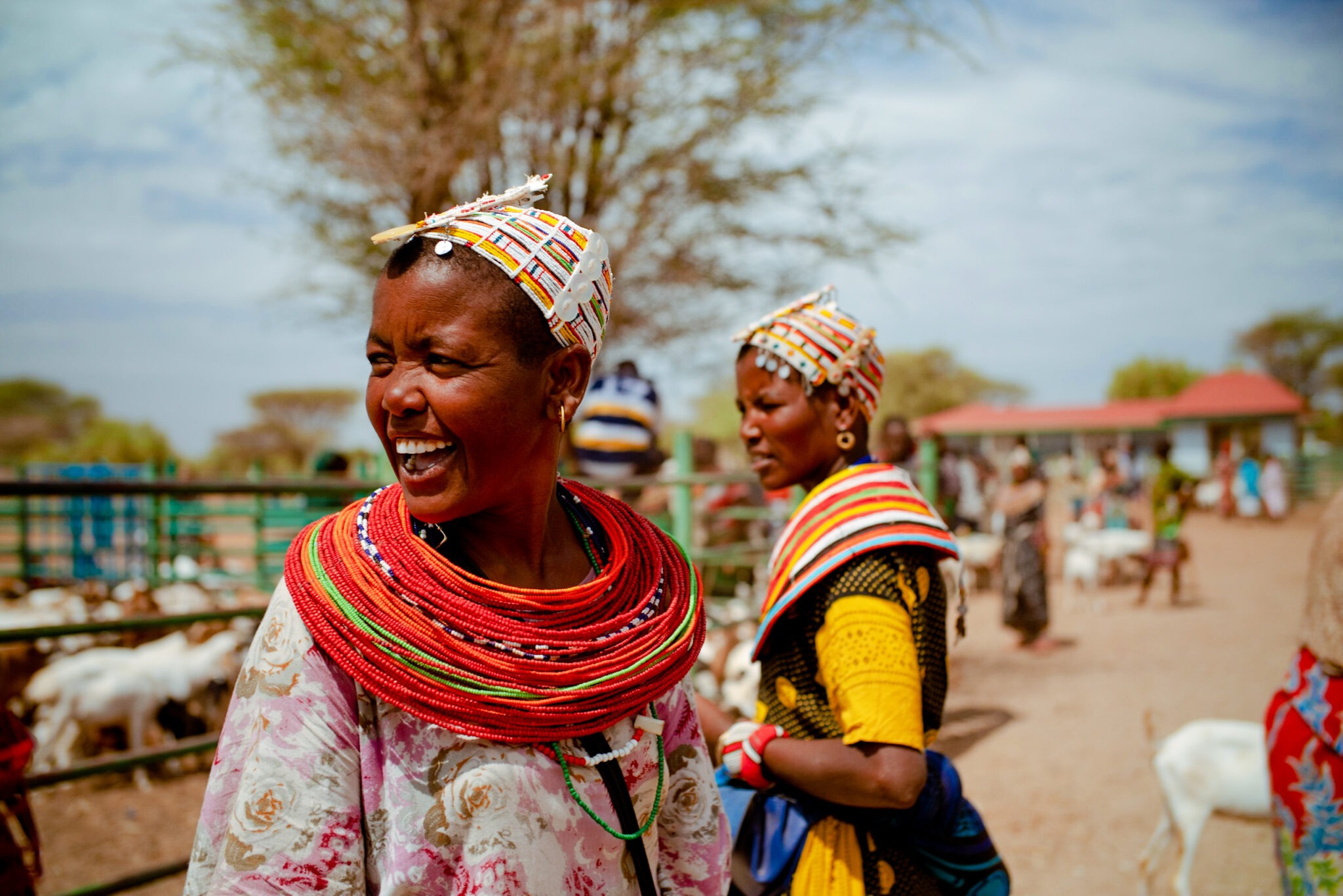 Seven Years of Transforming Northern Kenya’s Livestock Value Chain ...