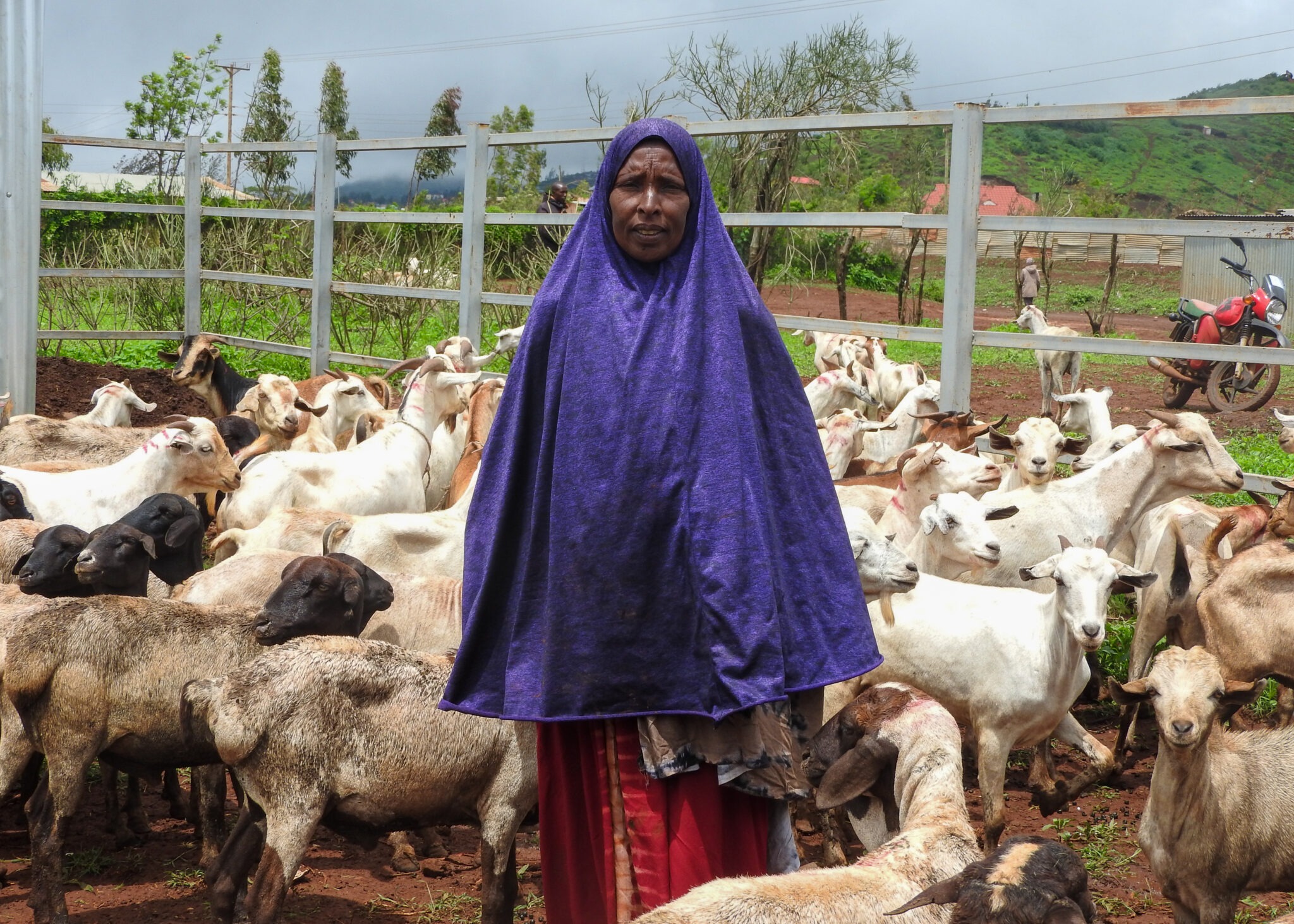 How Cash Transfers Are Putting Livestock Traders Back in Business in ...