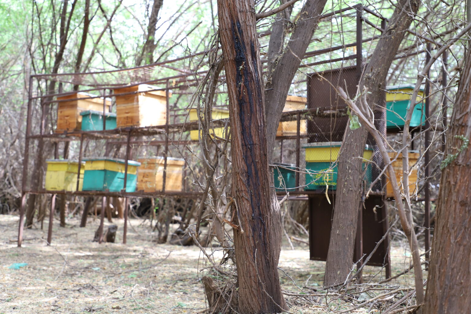 Northern Kenya Youth Group’s Fruitful Journey From Drought To ...