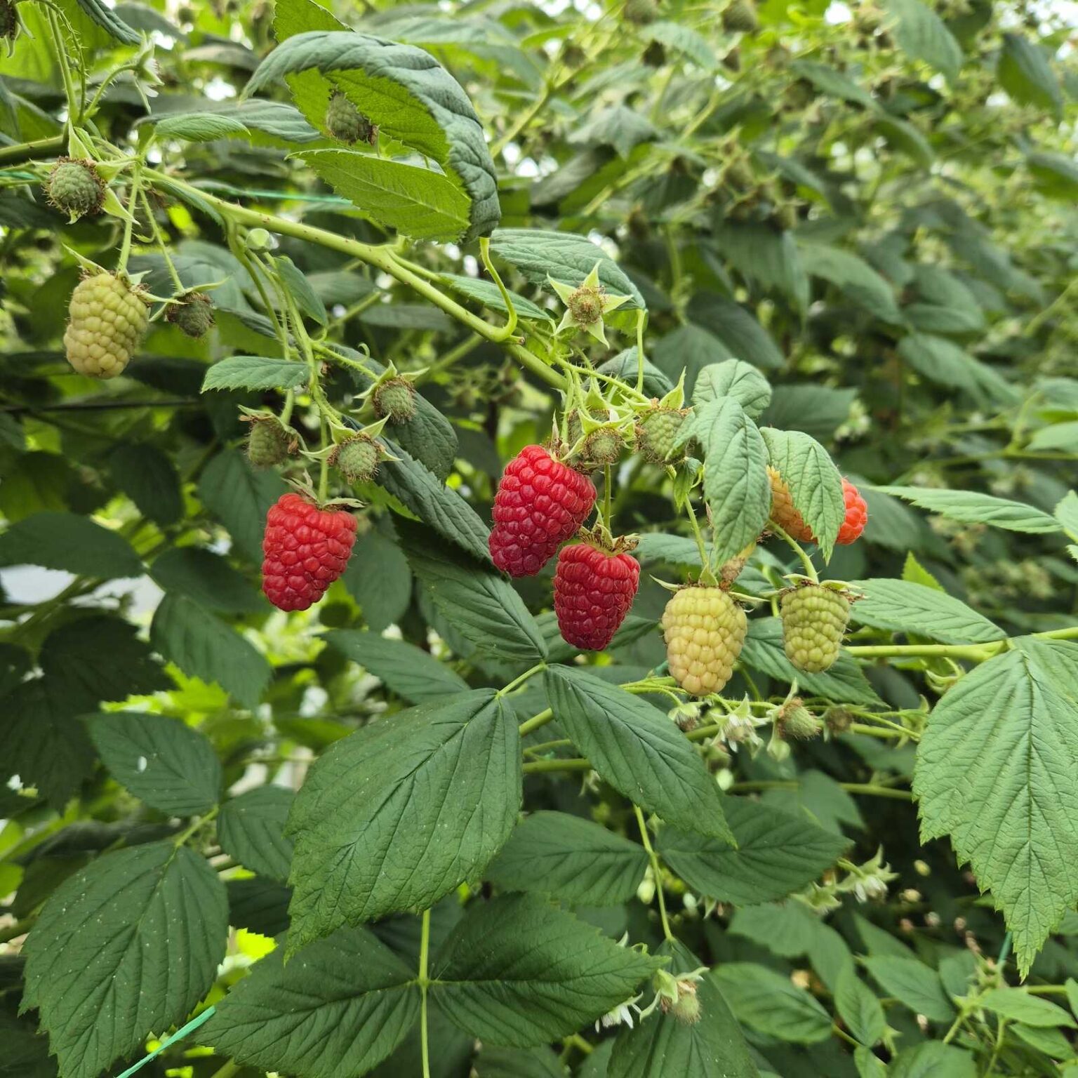 New and Fresh Serbian Raspberries - ACDI/VOCA